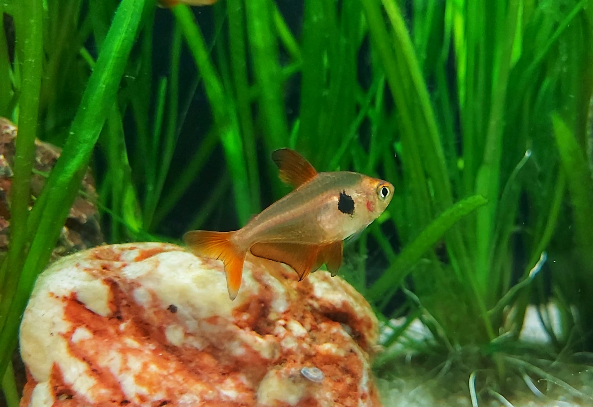 Hyphessobrycon sweglesi – Roter Phantomsalmler - Aquaristikwelt-Dresden