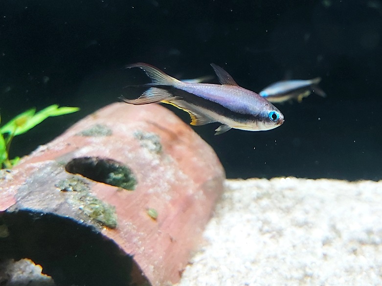 Nematobrycon palmeri – Kaisertetra - Aquaristikwelt-Dresden