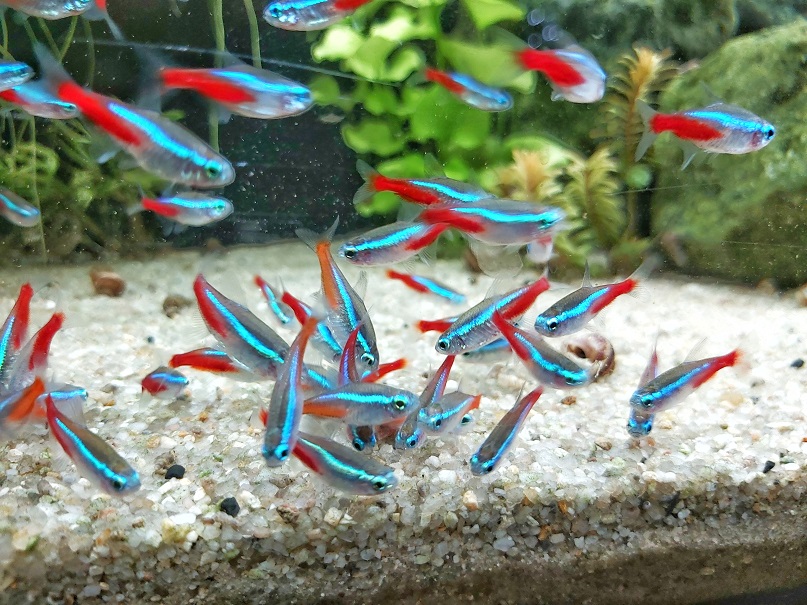 Aquaristikwelt-Dresden-Neonsalmler gold- Paracheirodon innesi gold