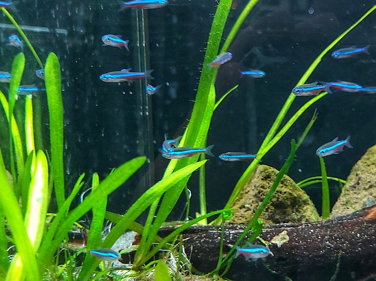 Paracheirodon simulans – Blauer Neon - Aquaristikwelt-Dresden