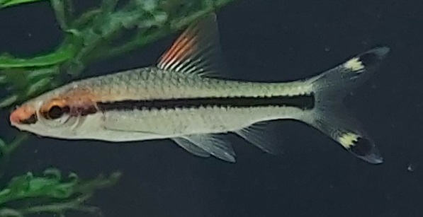 Puntius denisonii – Denisonbarbe, Rotstrichbarbe, Rotstrichalgenfresser ...