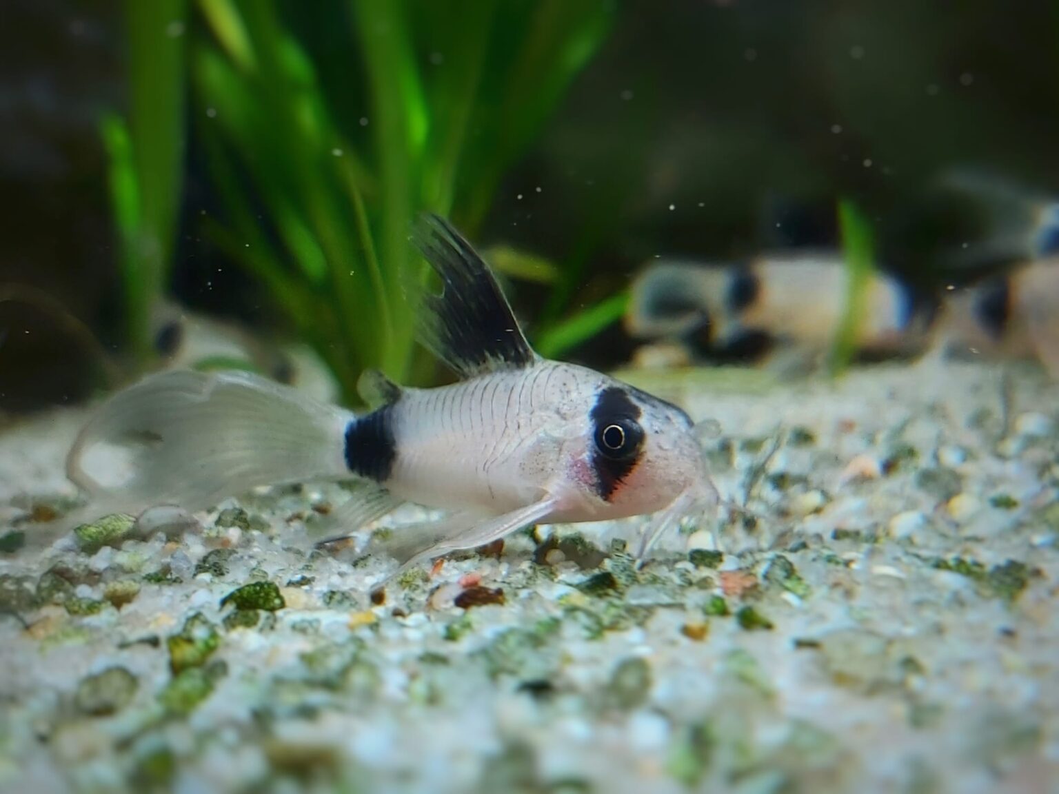 Panda Panzerwels – Corydoras Panda - Aquaristikwelt-Dresden